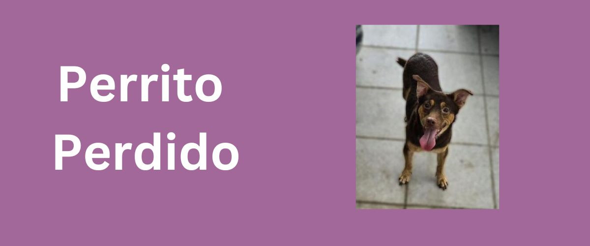Perrito Perdido - Blog